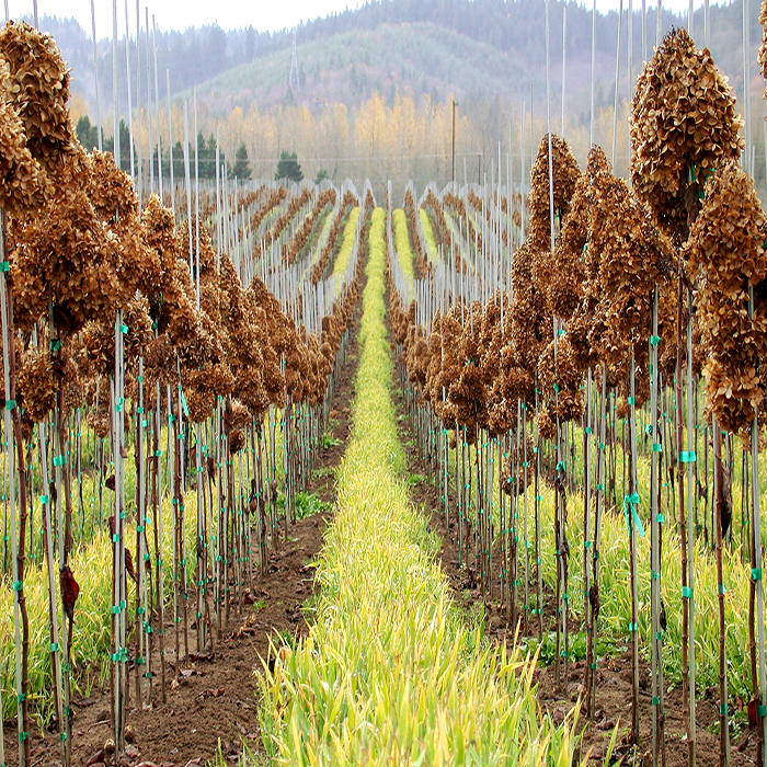 Vineyard Stakes - Oregon Wire